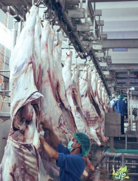 Tazij Meats Official Website